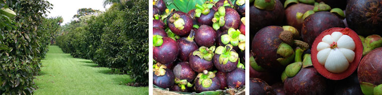 website_mangosteen-growth | The Fruit for Life MANGOSTEEN